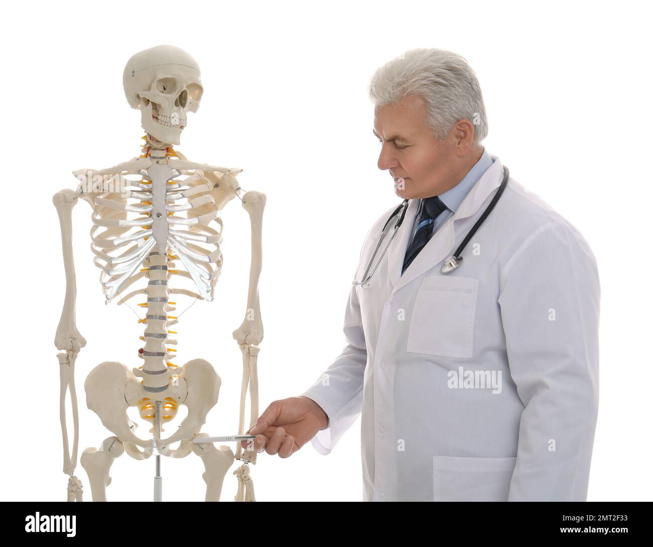 Senior orthopedist human skeleton Cut Out Stock Images & Pictures - Alamy