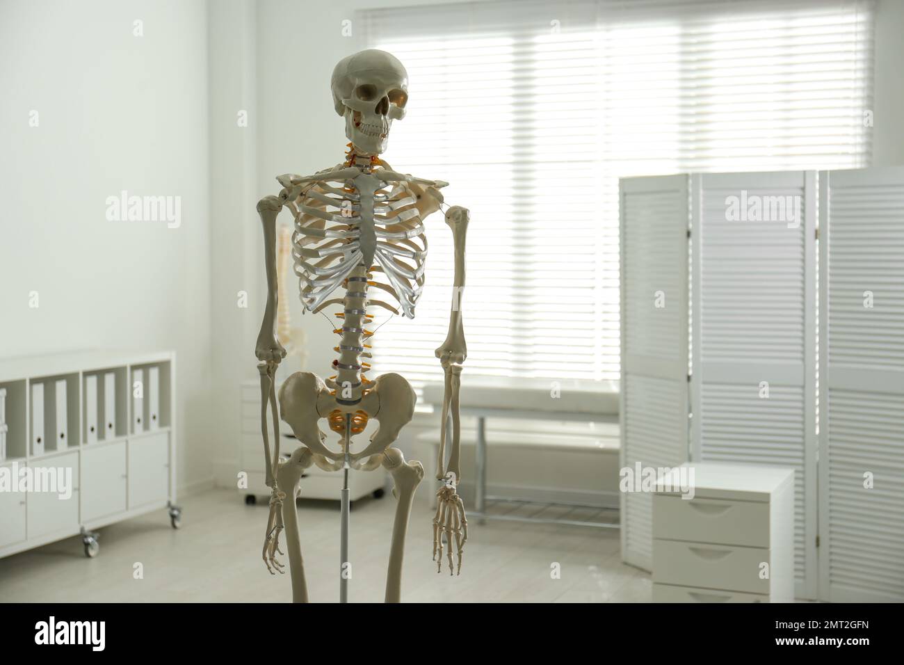 Human skeleton model in orthopedist's office. Space for text Stock ...