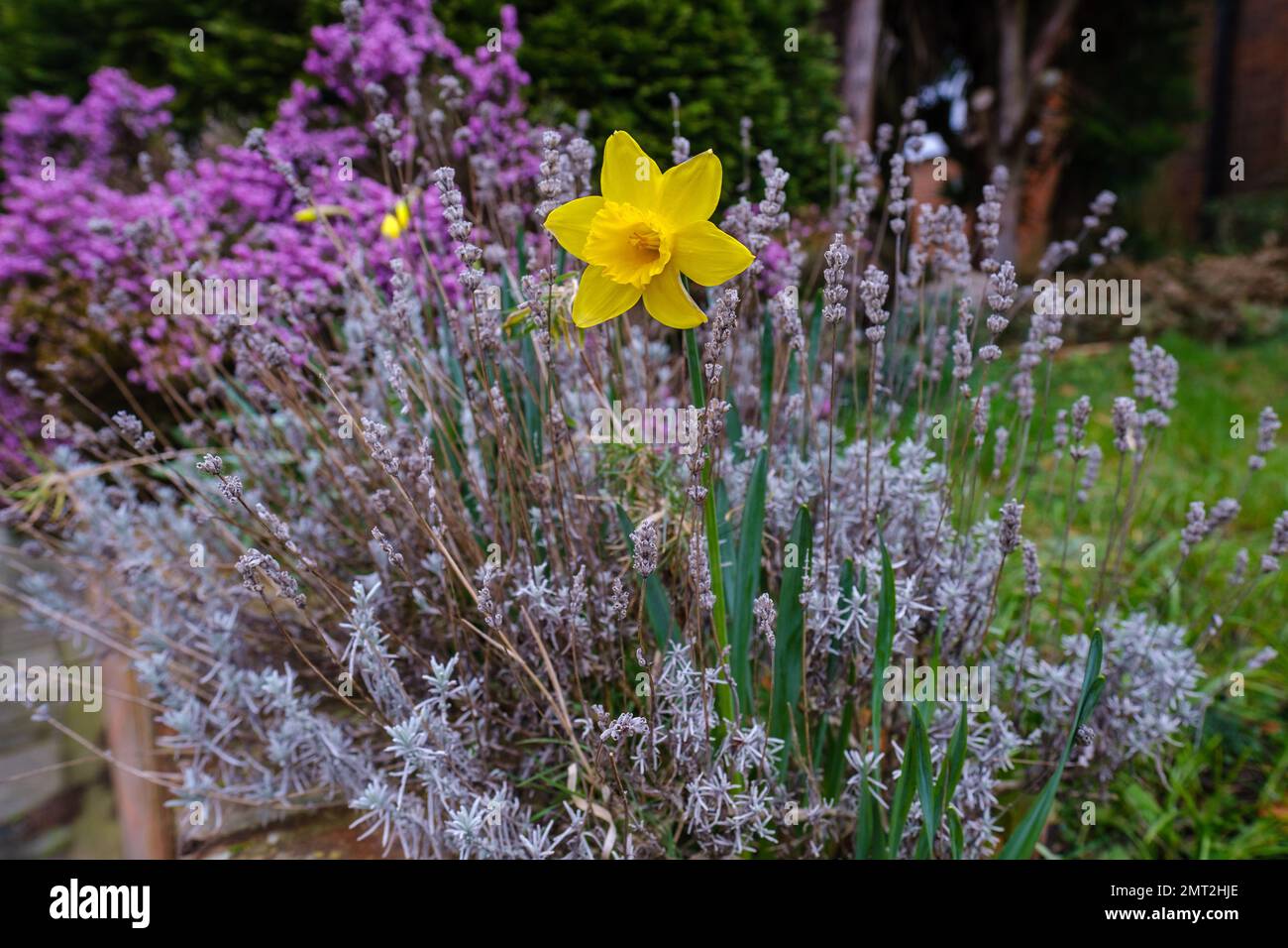 Yellow wild spring flowers hi-res stock photography and images - Alamy