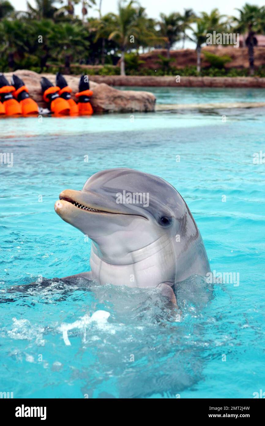 Exclusive!! General view of a dolphin at Dolphin Cay at Atlantis ...