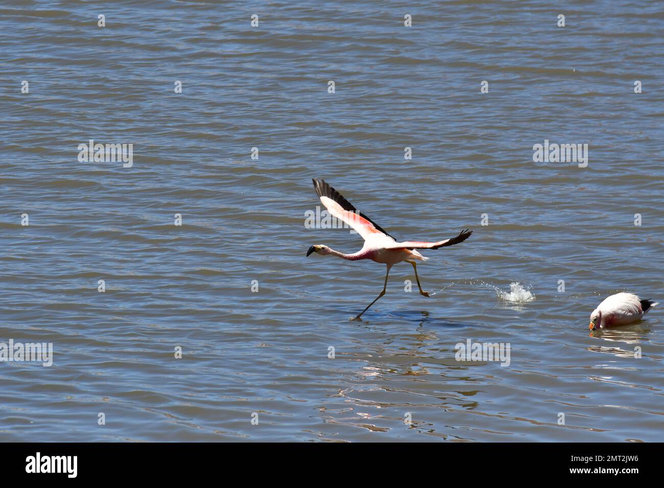 Flamingo starting landing in Atacama Desert chile South America Stock ...