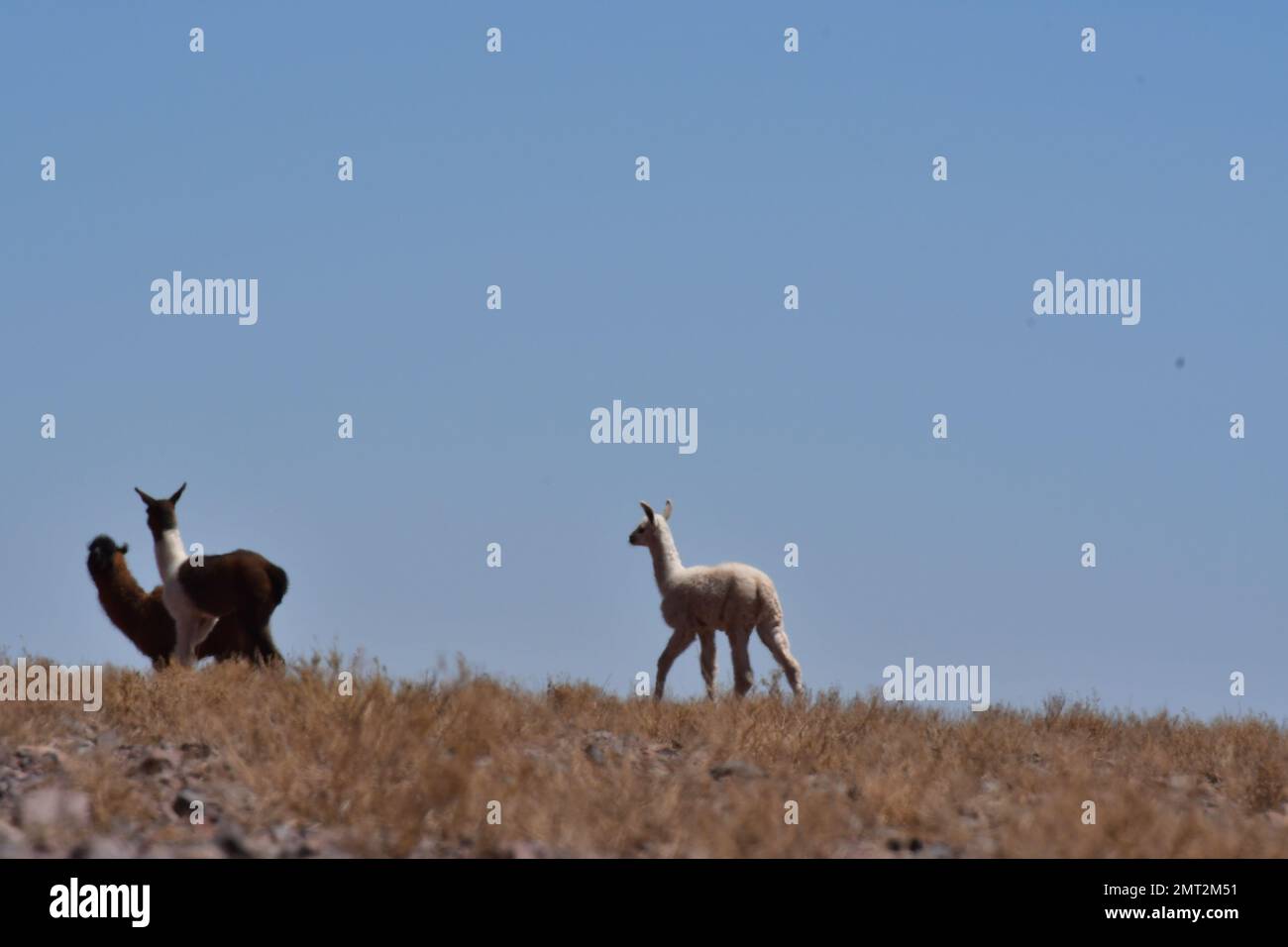 Lamas in Atacama Desert Chile South America Stock Photo - Alamy