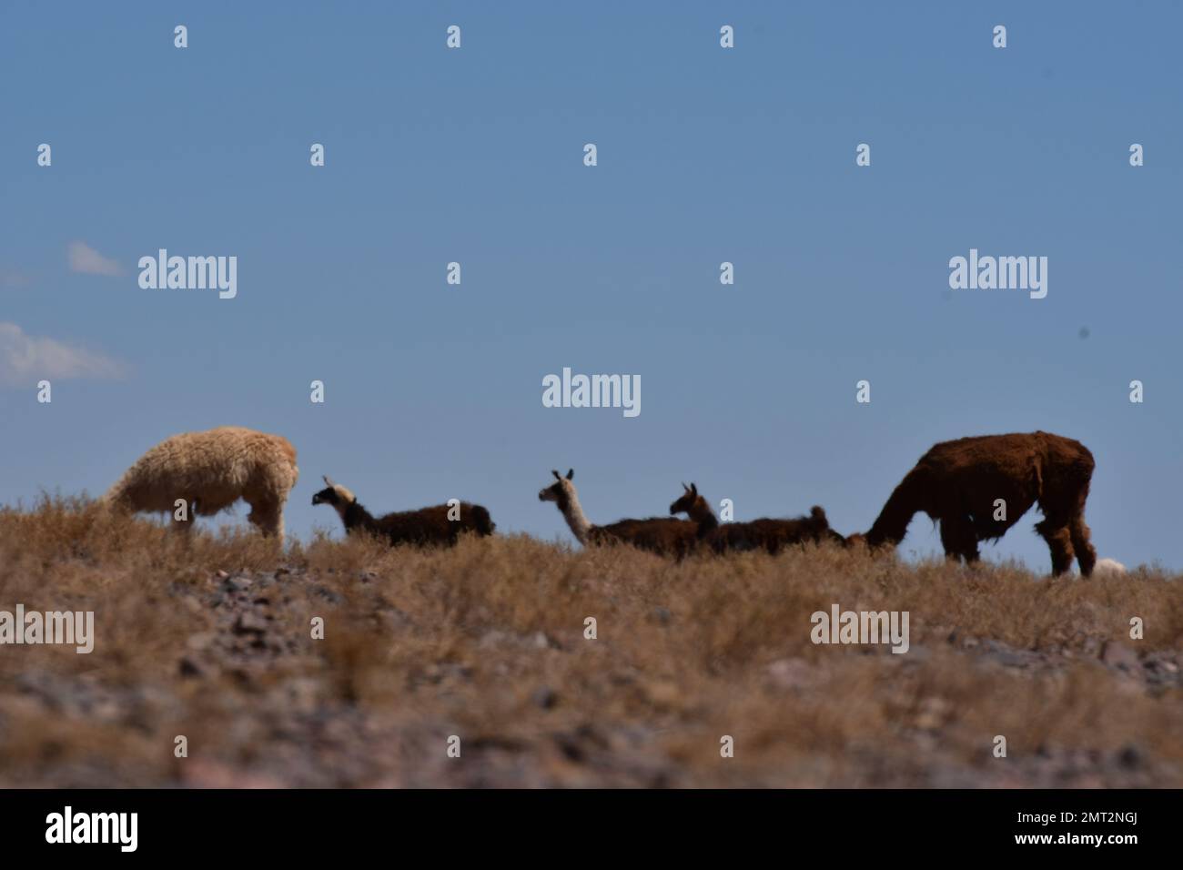 Lamas in Atacama Desert Chile South America Stock Photo - Alamy