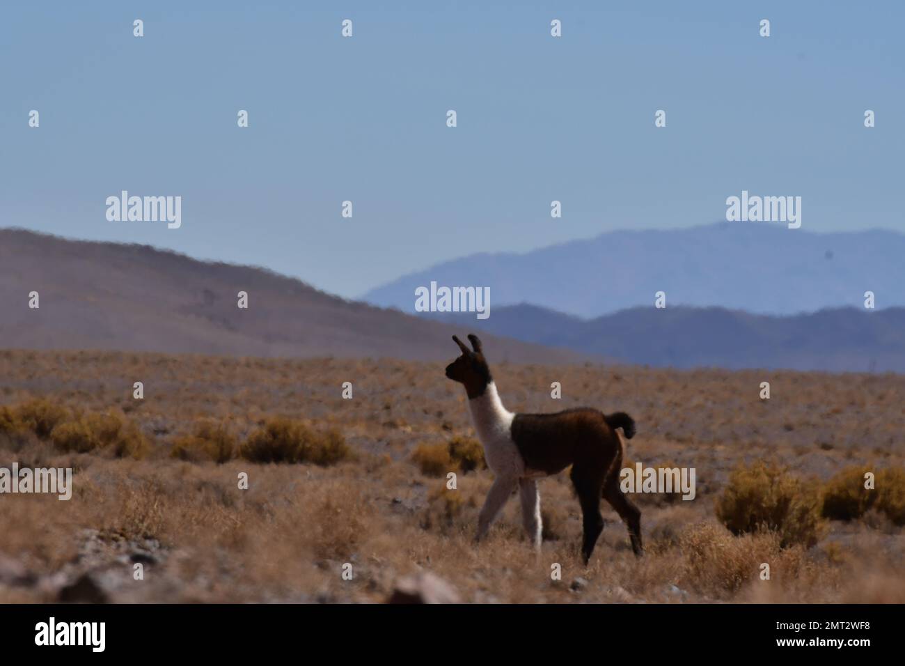 Lamas in Atacama Desert Chile South America Stock Photo - Alamy
