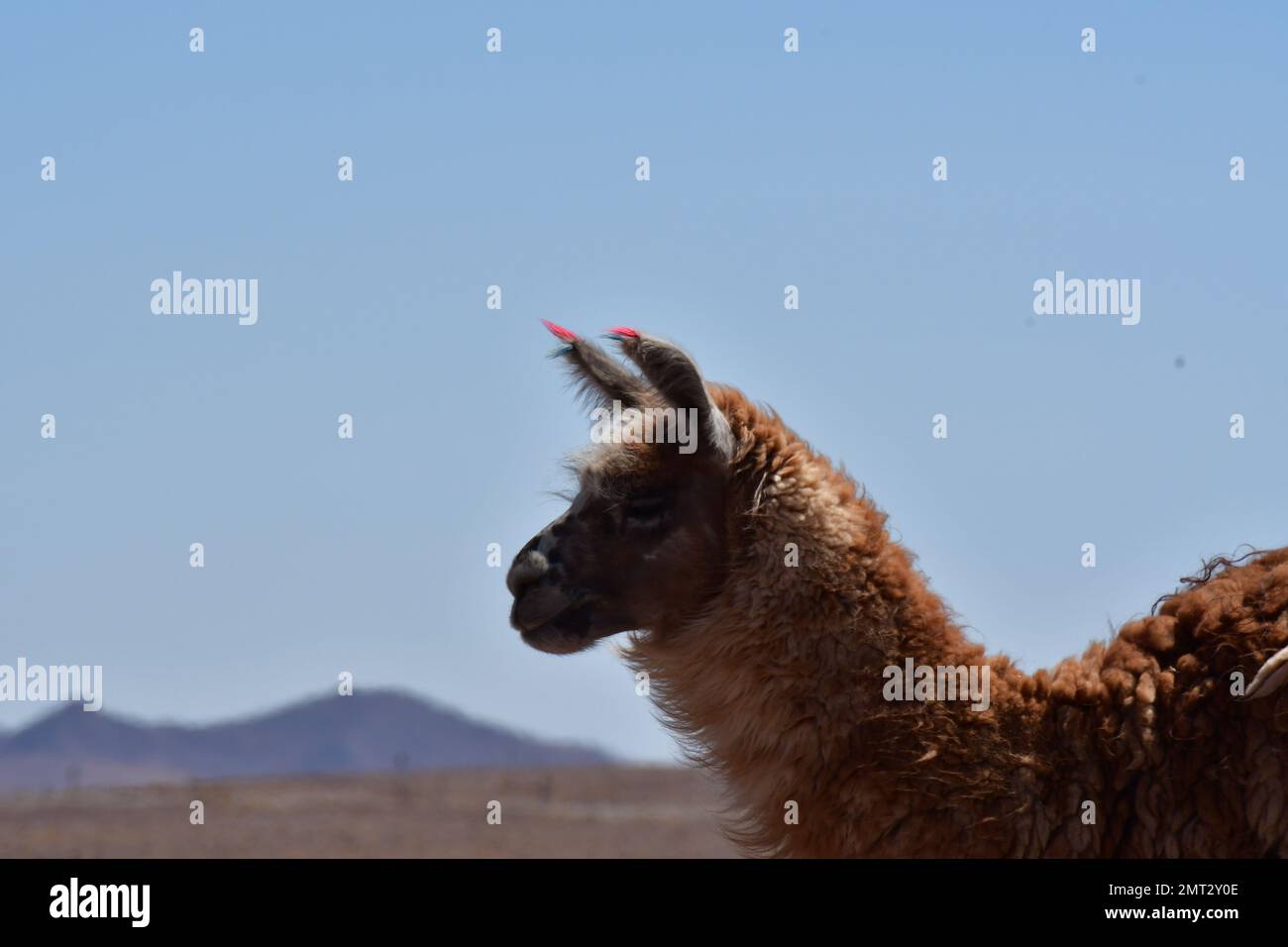 Lamas in Atacama Desert Chile South America Stock Photo - Alamy