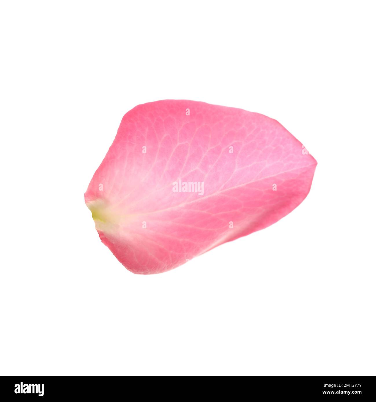 Gorgeous light pink rose Cut Out Stock Images & Pictures - Alamy