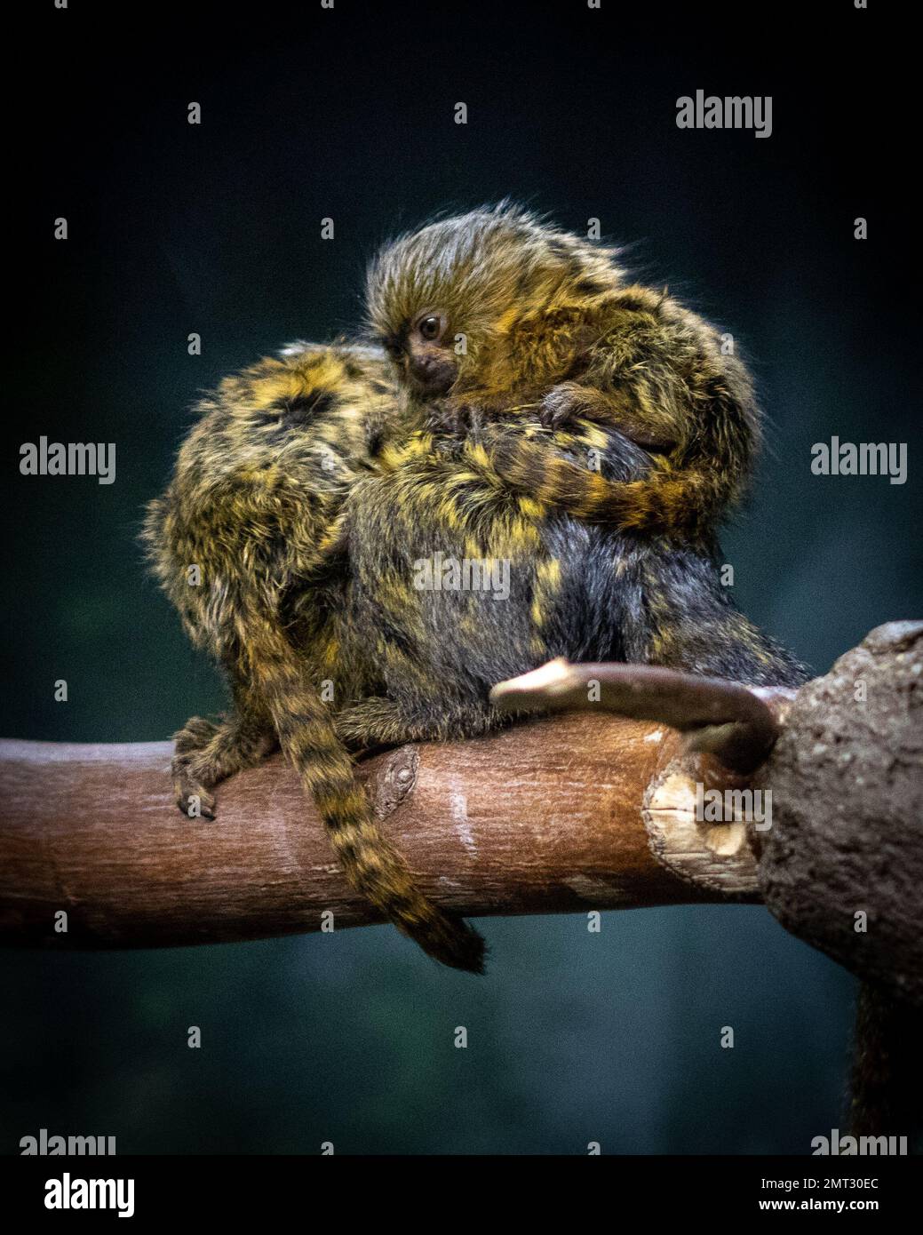 Zoo olomouc hi-res stock photography and images - Alamy