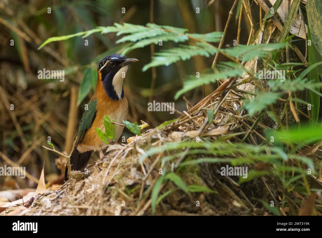 Pitta-like Ground Roller - Atelornis pittoides, beautiful shy colored ...