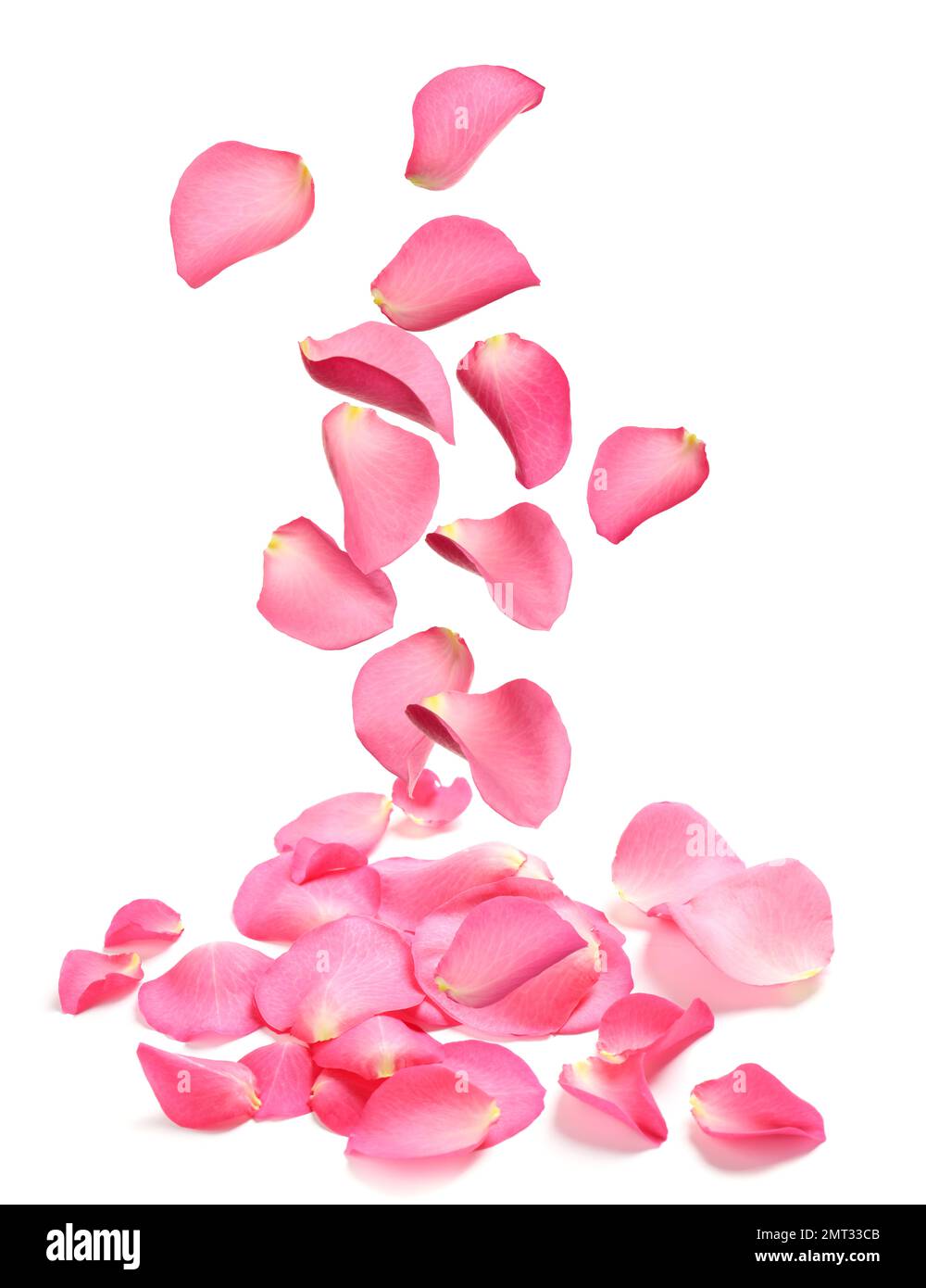 Falling fresh pink rose petals on white background Stock Photo - Alamy