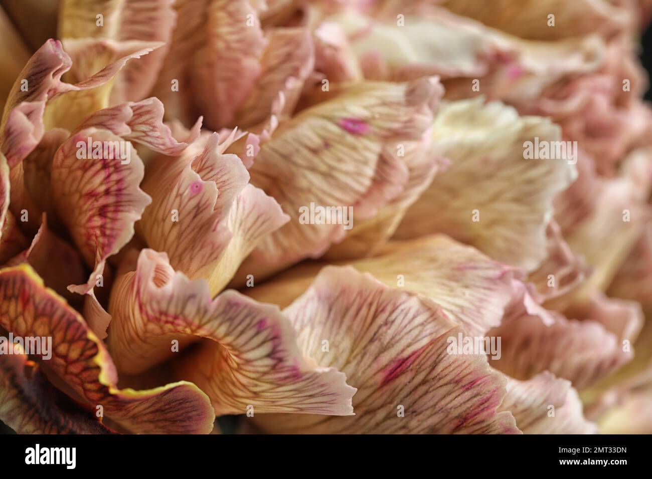 Carnation texture hi-res stock photography and images - Alamy