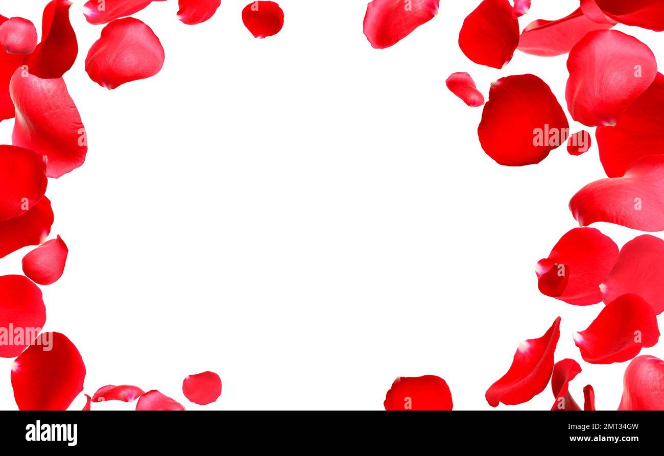 Fresh red rose petals on white background Stock Photo - Alamy