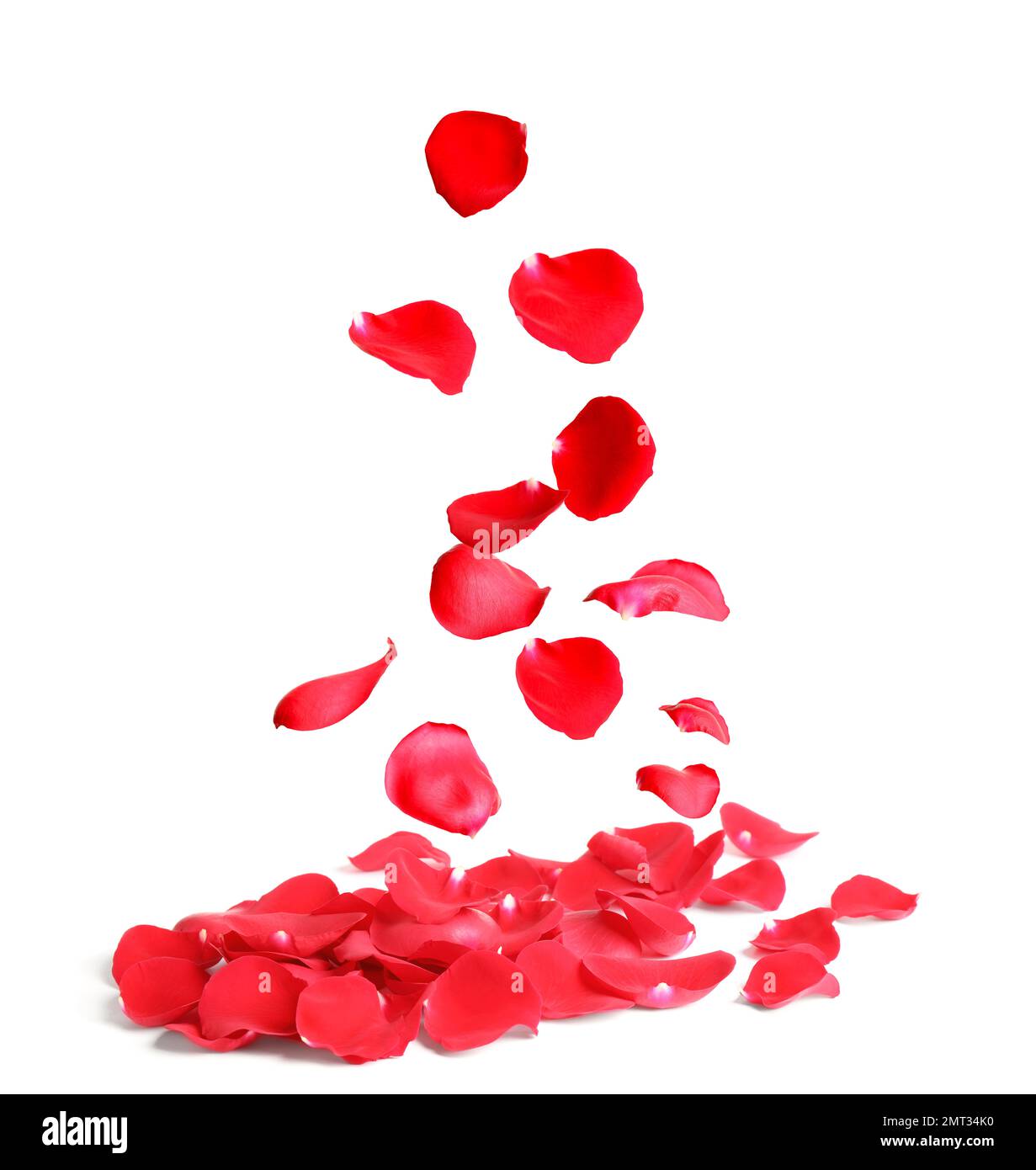 Falling fresh red rose petals on white background Stock Photo - Alamy