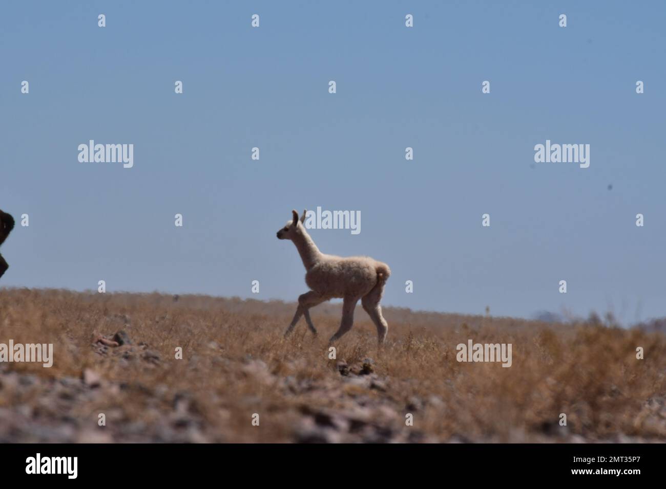Lamas in Atacama Desert Chile South America Stock Photo - Alamy