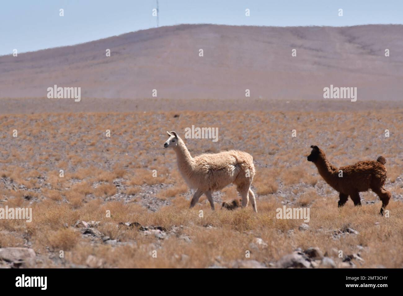 Lamas in Atacama Desert Chile South America Stock Photo - Alamy