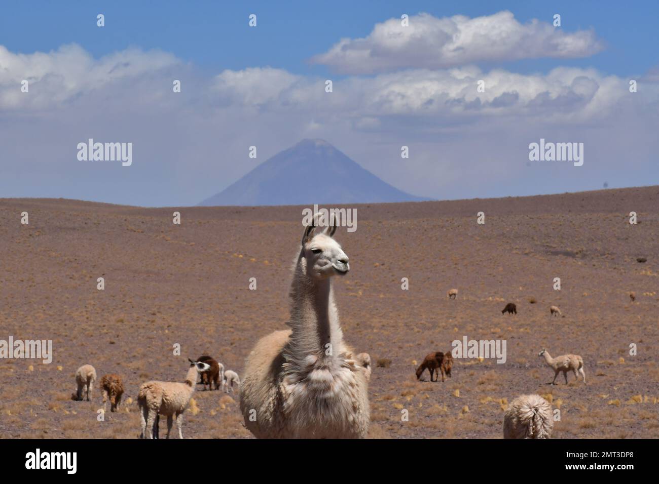 Lama in front of Volcano in Atacama Desert Chile South America Stock ...