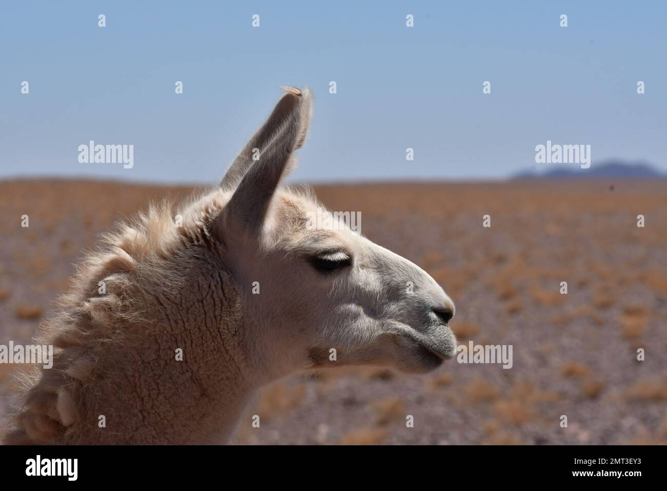 Lama portrait in Atacama Desert Chile South America Stock Photo - Alamy