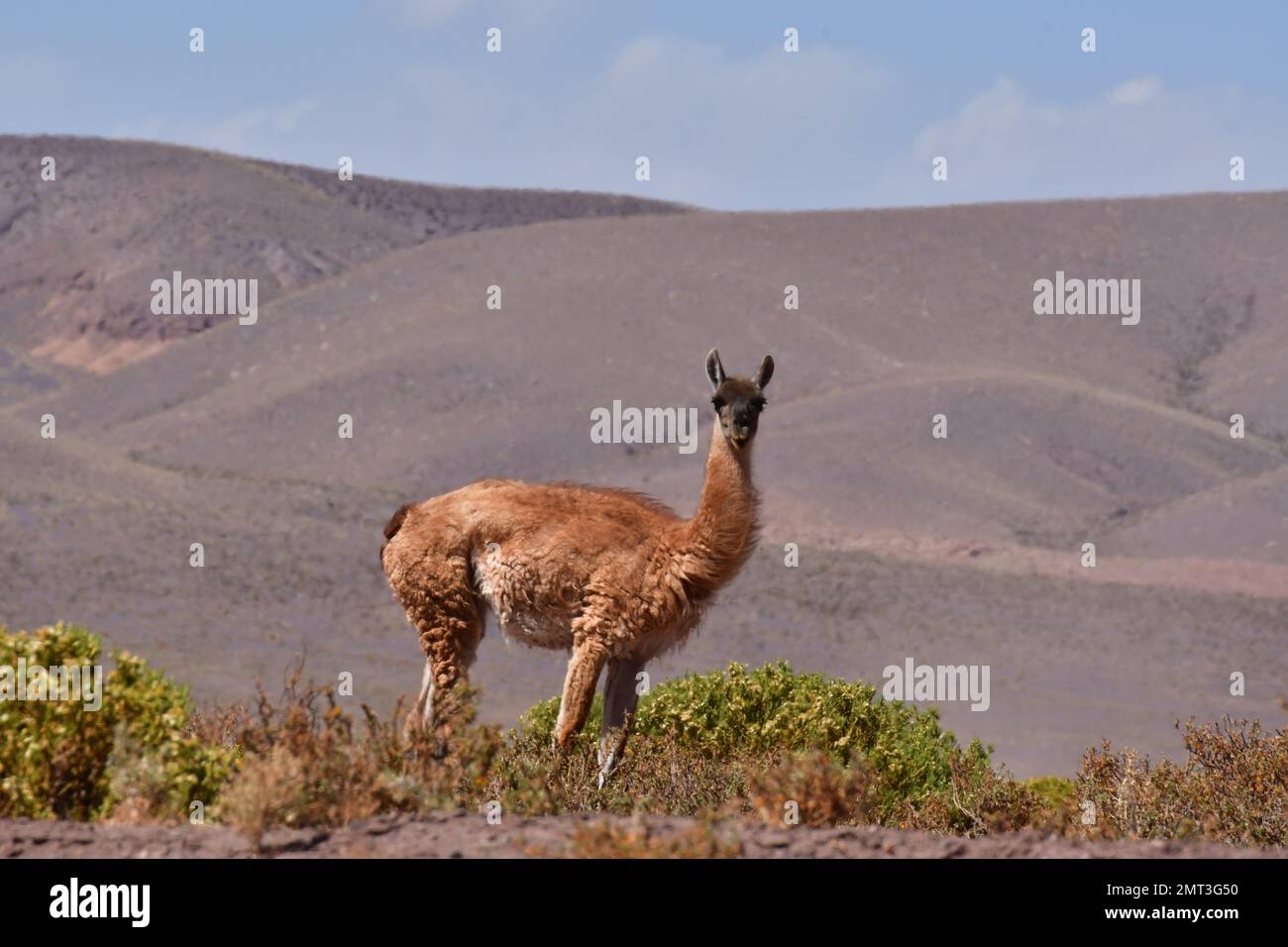 Guanaco in Atacama Desert Chile South America Stock Photo - Alamy