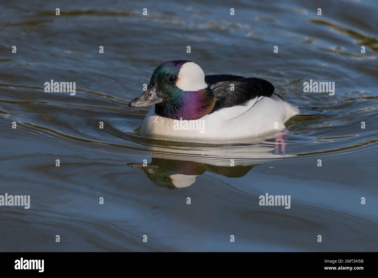 A close up of a bufflehead duck, Bucephala albeola, as it is swimming ...
