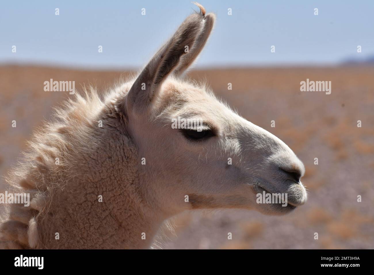Lama portrait in Atacama Desert Chile South America Stock Photo - Alamy