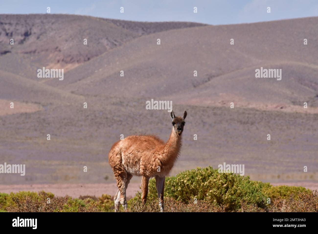 Guanaco in Atacama Desert Chile South America Stock Photo - Alamy
