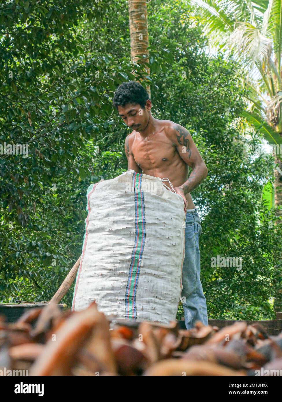 A man collects dried coconuts or copra at the traditional copra factory ...
