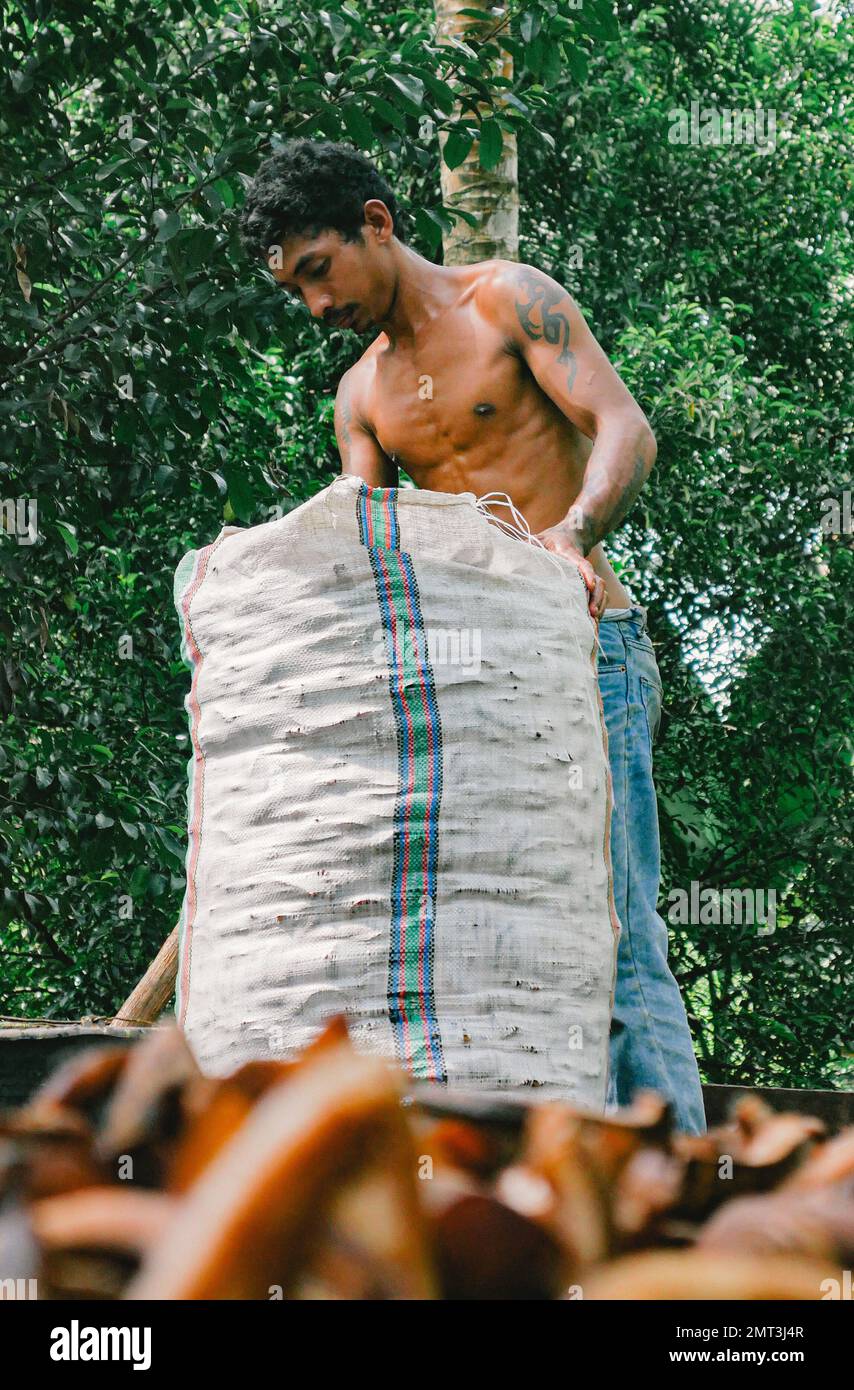 A man collects dried coconuts or copra at the traditional copra factory ...