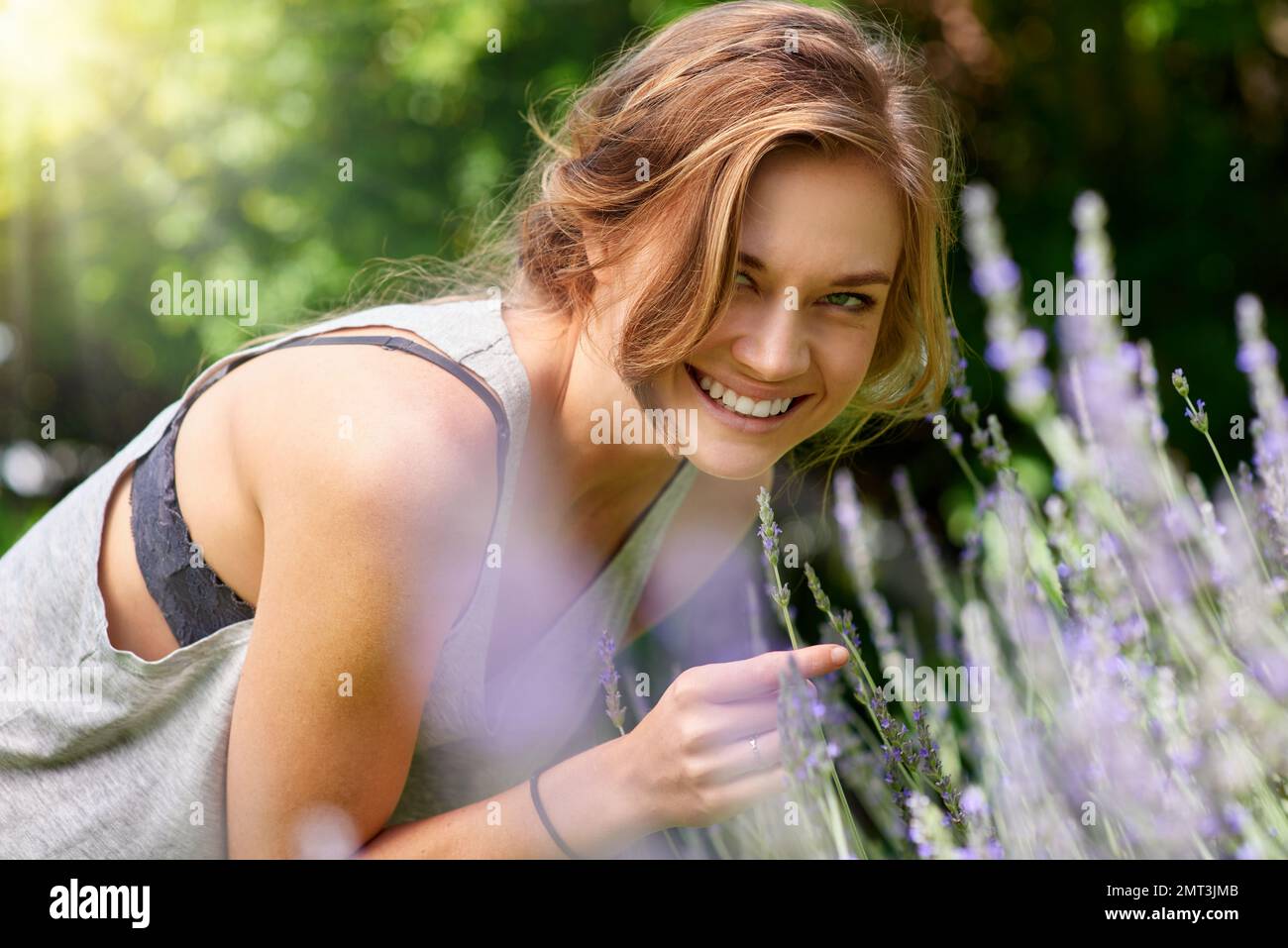Young lavender plant hi-res stock photography and images - Alamy