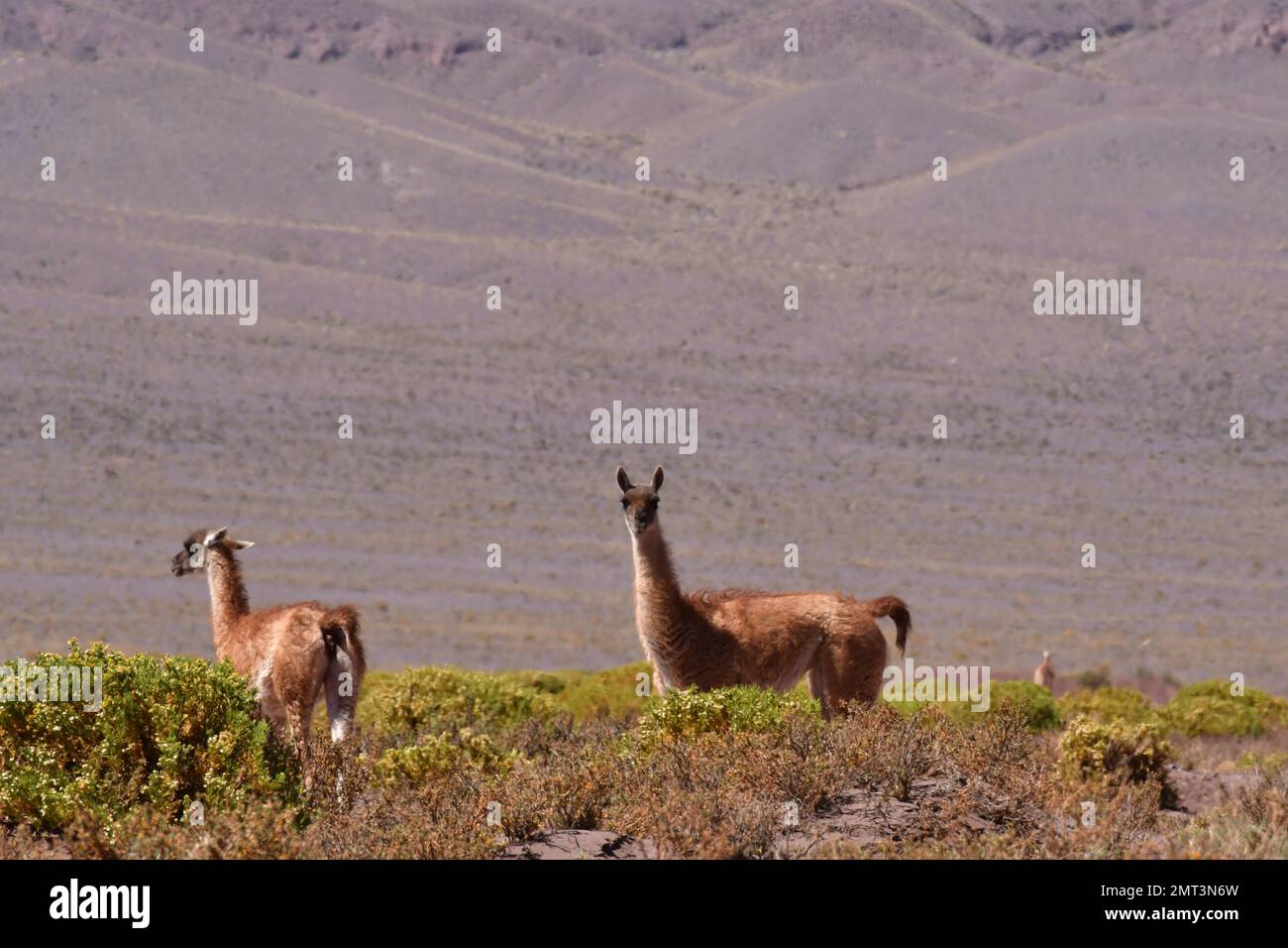 Guanaco in Atacama Desert Chile South America Stock Photo - Alamy