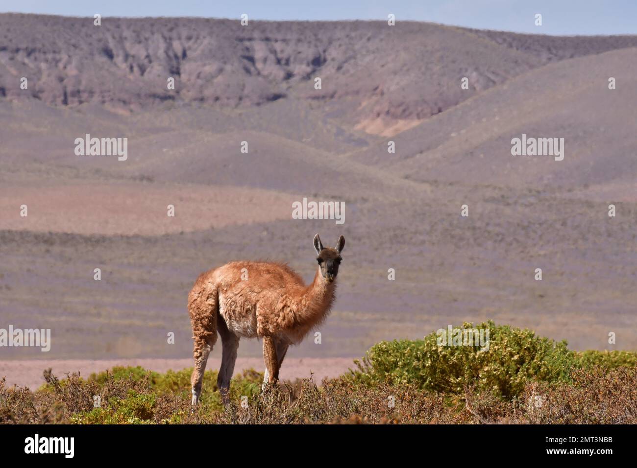 Guanaco in Atacama Desert Chile South America Stock Photo - Alamy