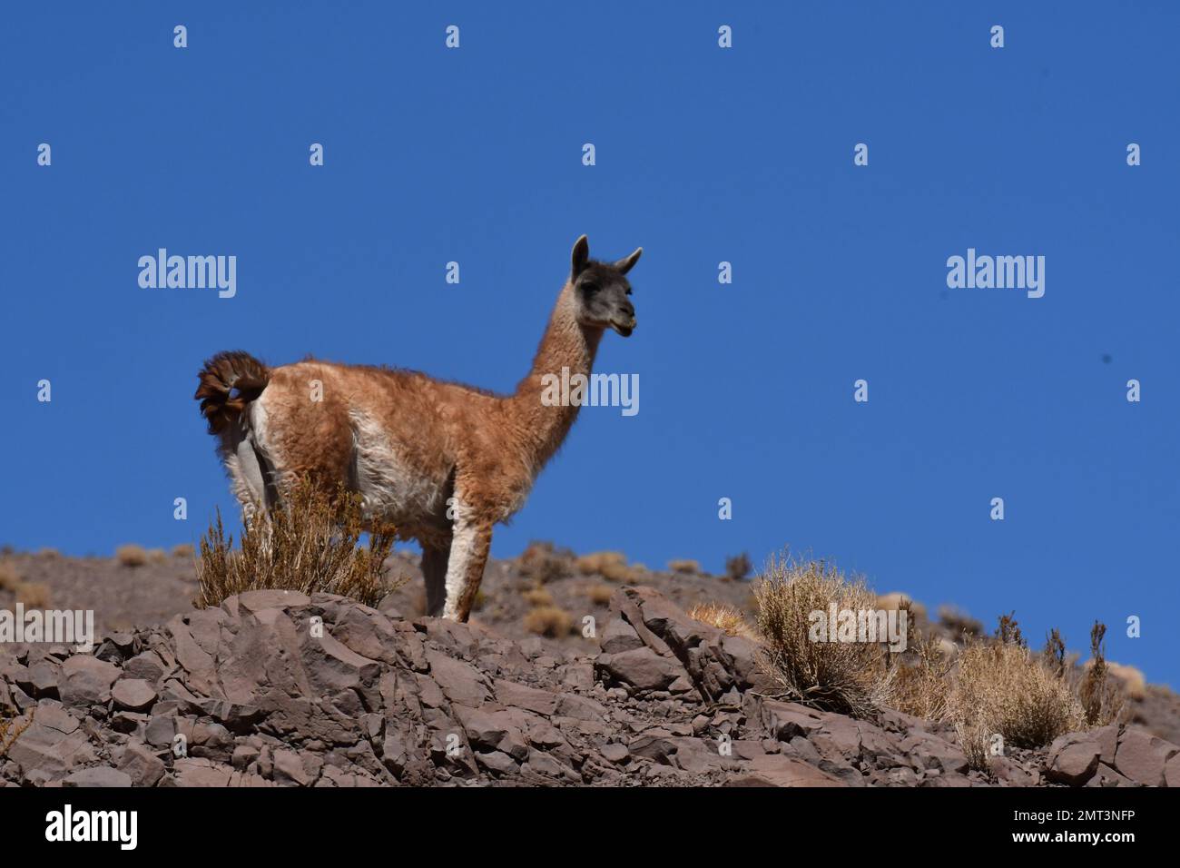 Guanaco in Atacama Desert Chile South America Stock Photo - Alamy
