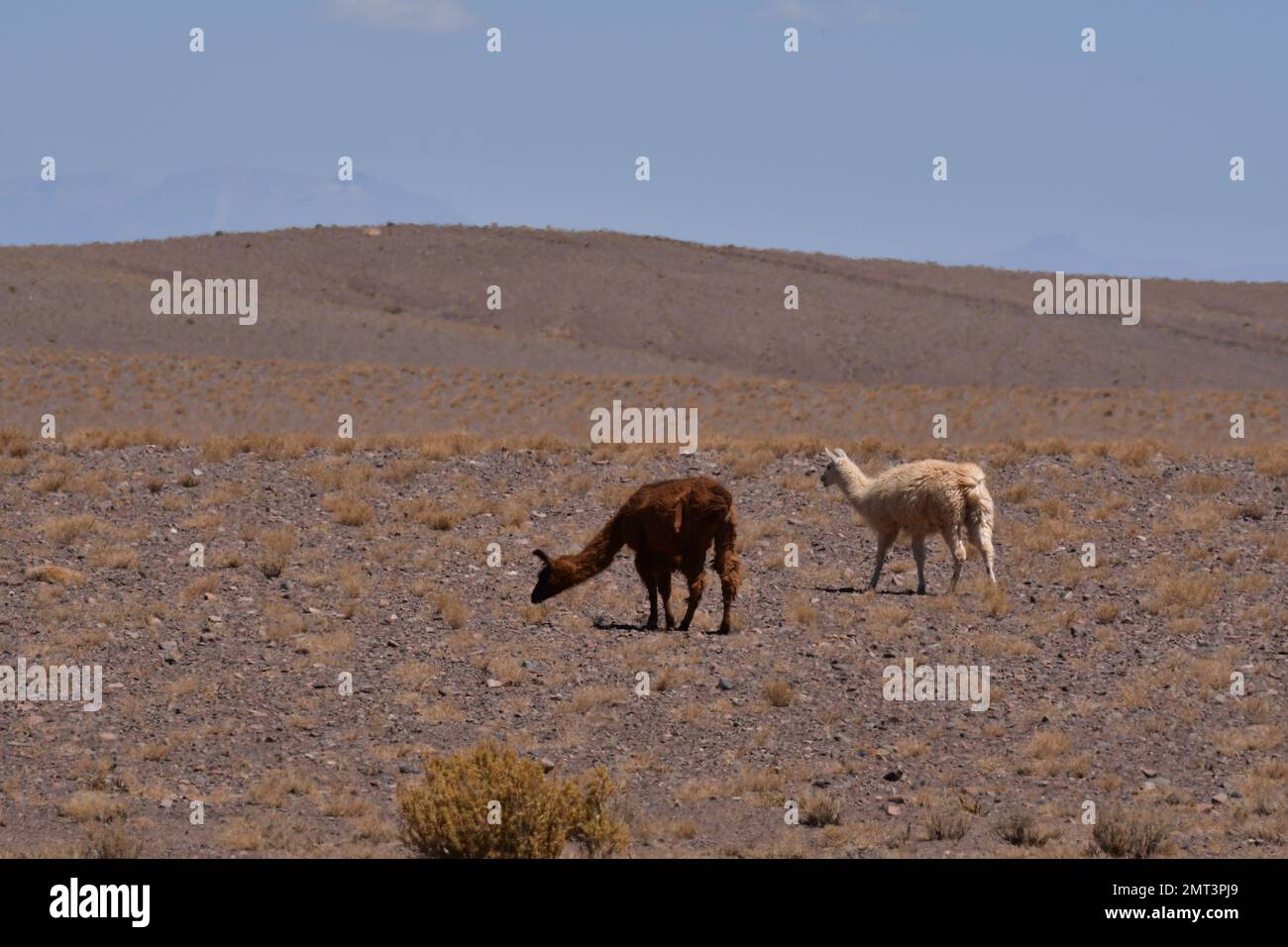 Lamas in Atacama Desert Chile South America Stock Photo - Alamy