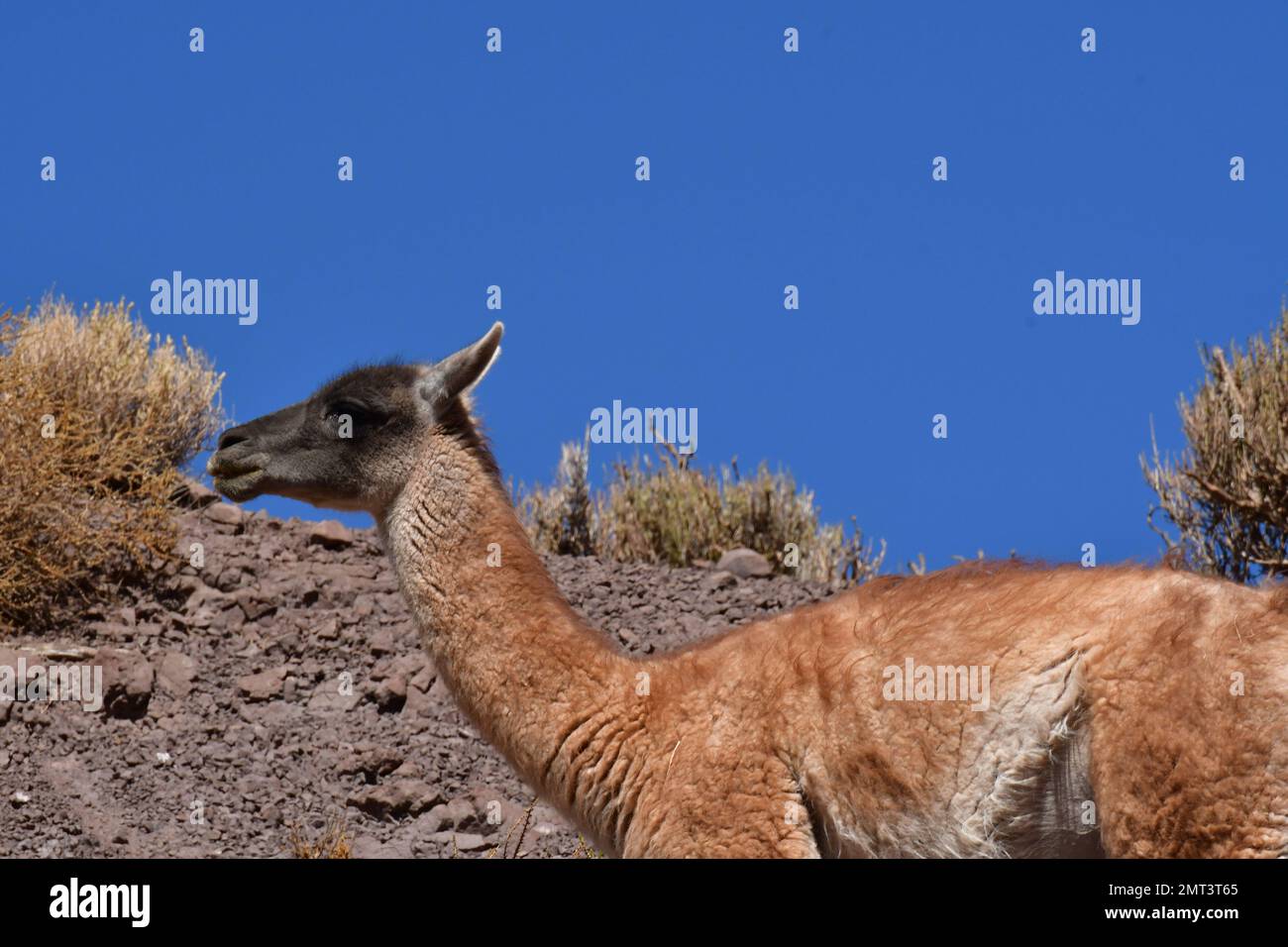 Guanaco in Atacama Desert Chile South America Stock Photo - Alamy