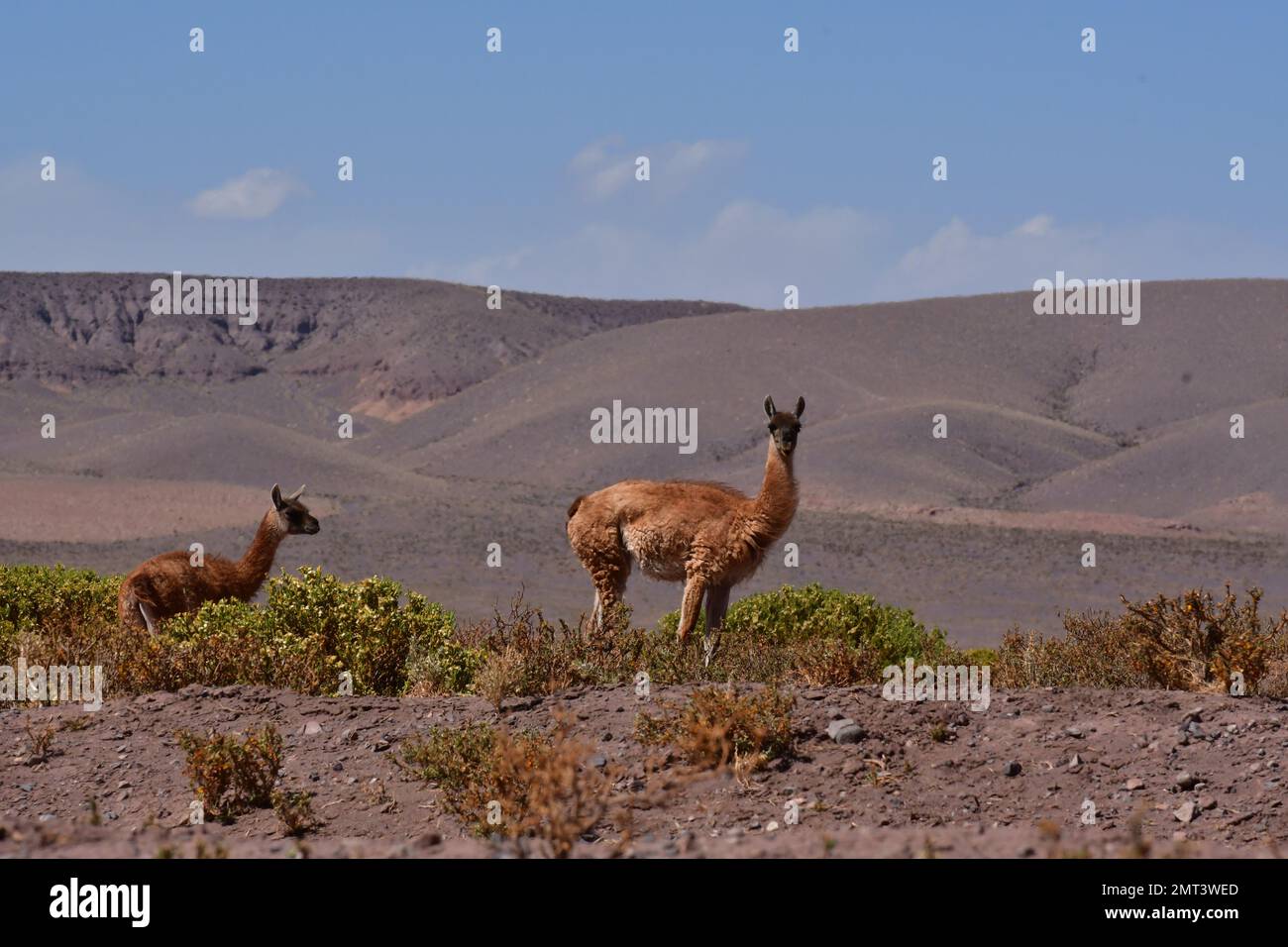 Guanaco in Atacama Desert Chile South America Stock Photo - Alamy