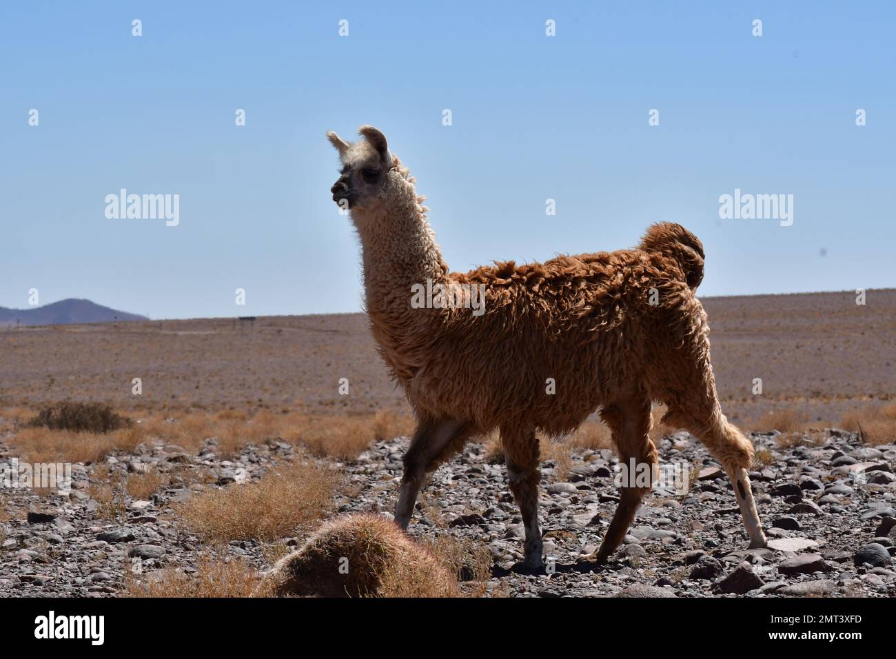 Lamas in Atacama Desert Chile South America Stock Photo - Alamy