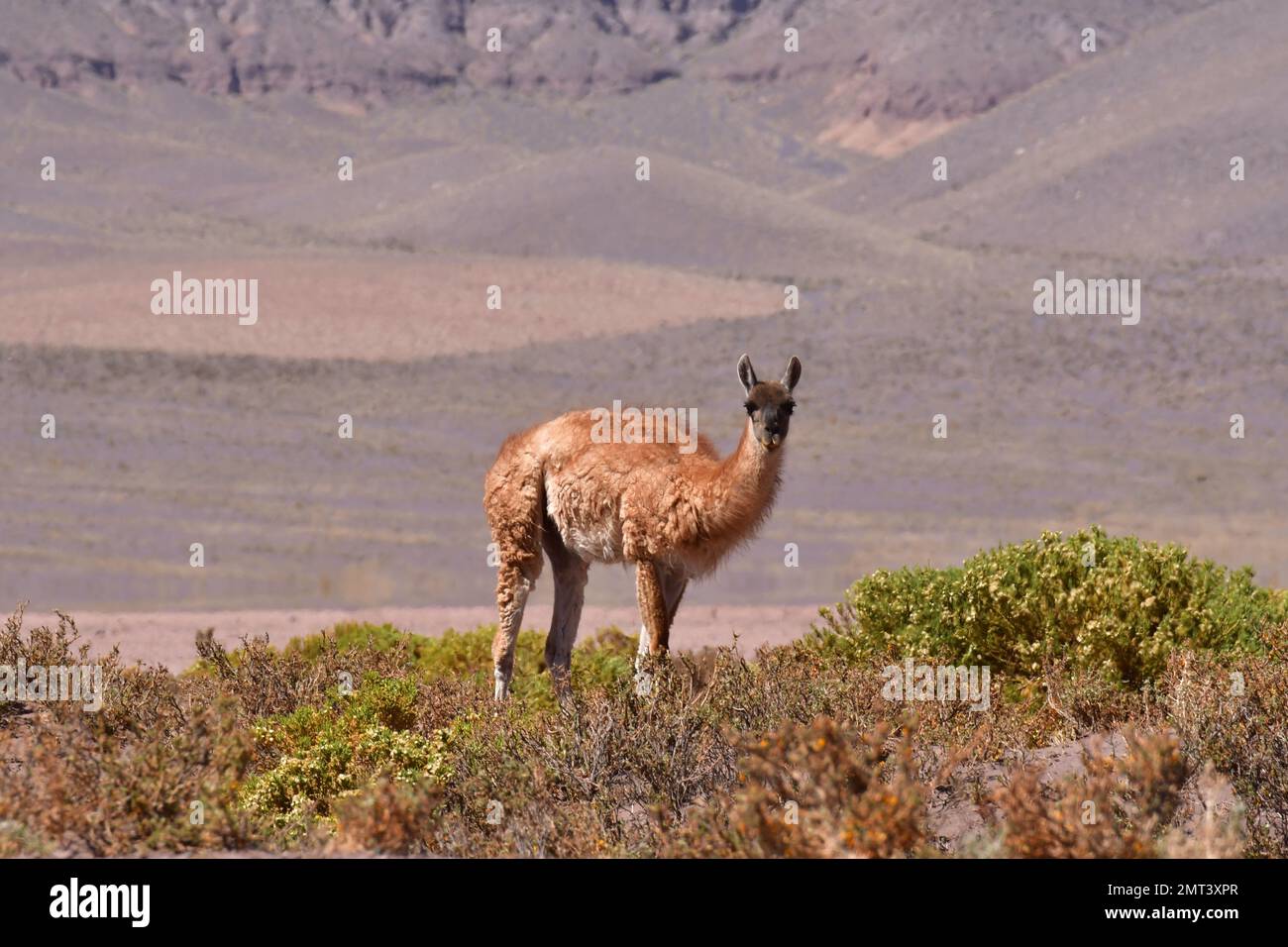 Guanaco in Atacama Desert Chile South America Stock Photo - Alamy