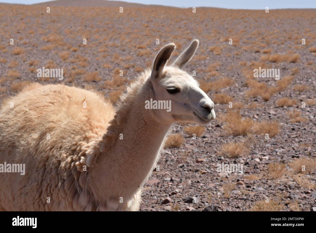 Lamas in Atacama Desert Chile South America Stock Photo - Alamy