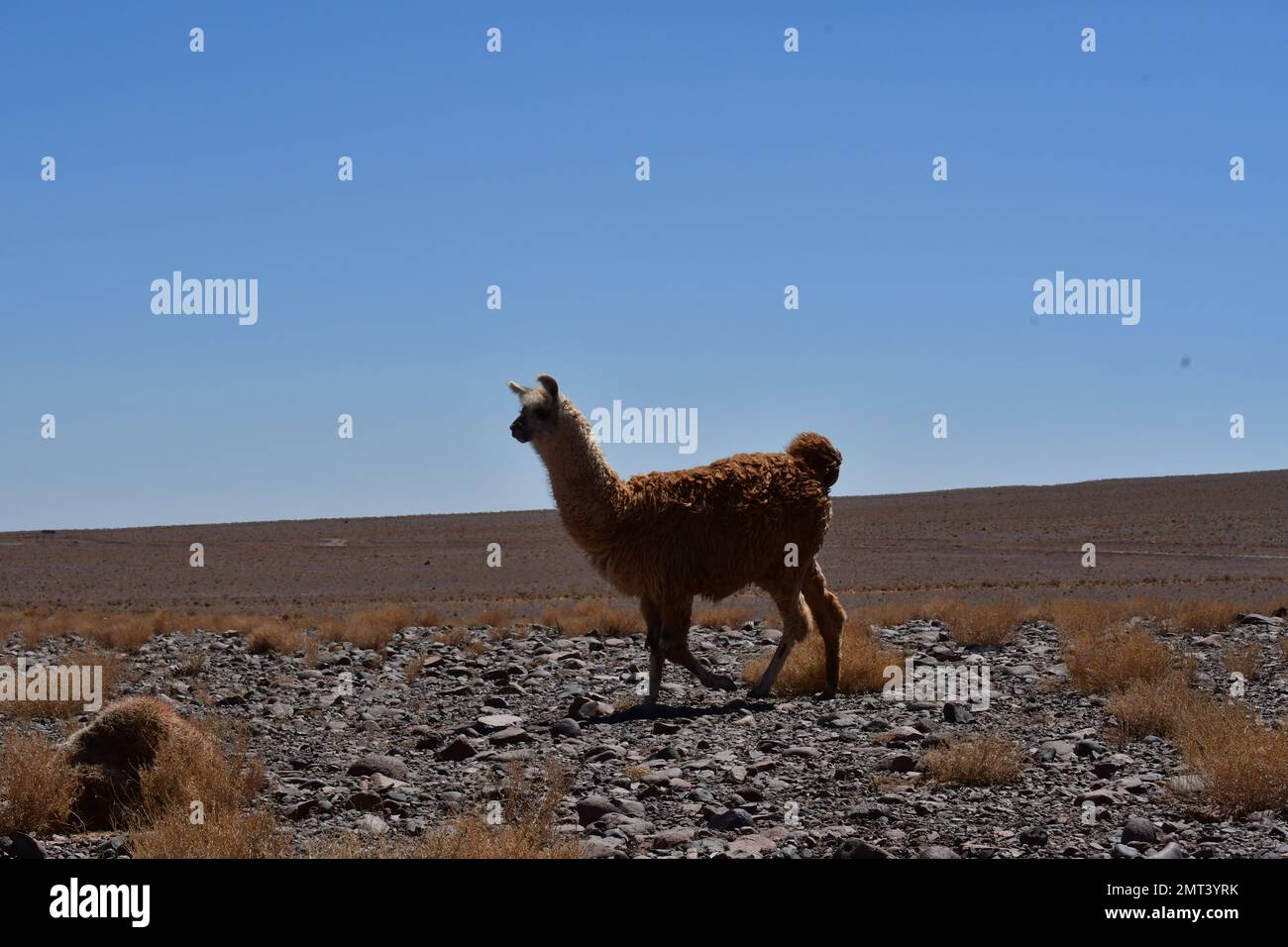 Lamas in Atacama Desert Chile South America Stock Photo - Alamy