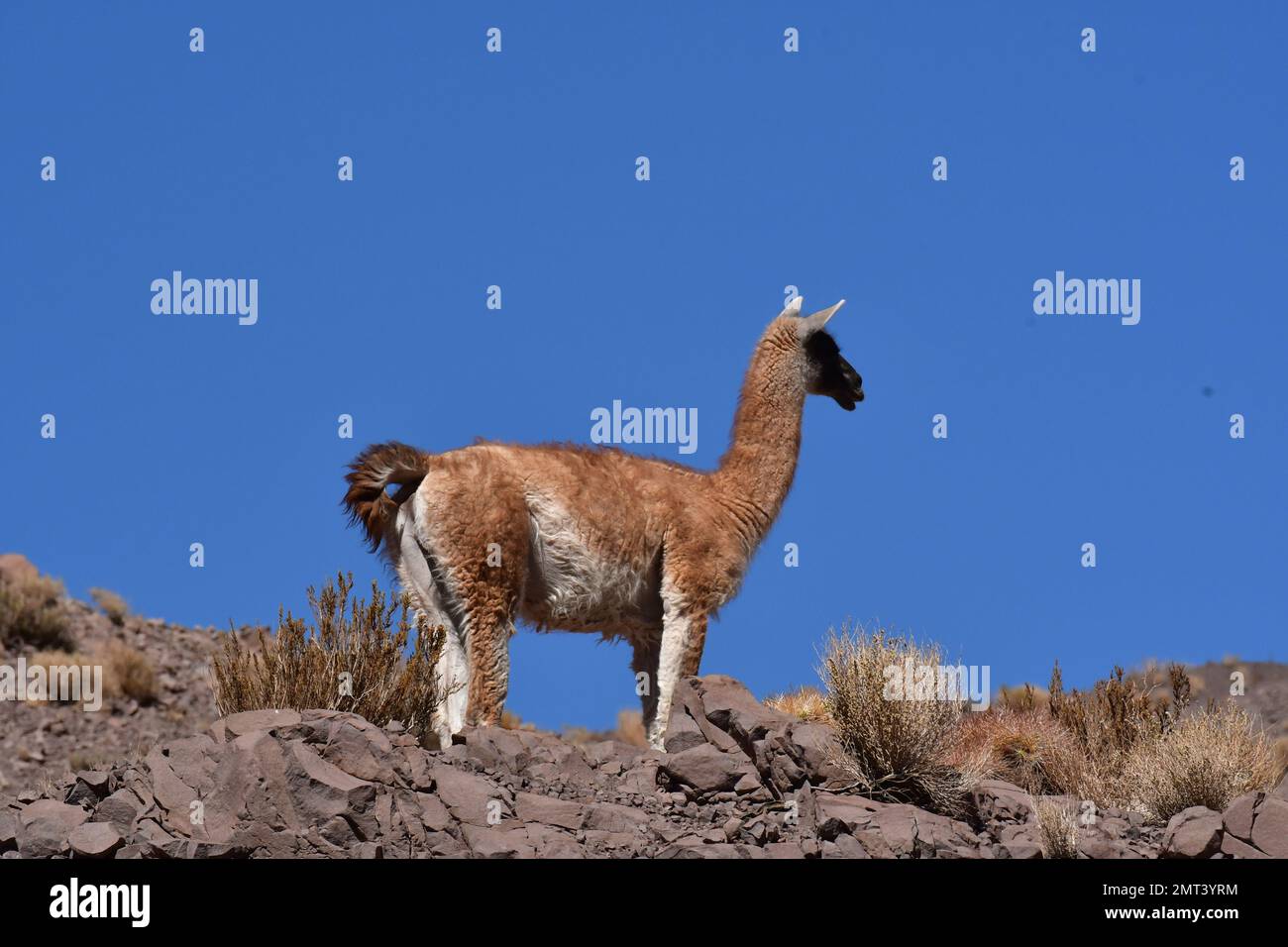 Guanaco in Atacama Desert Chile South America Stock Photo - Alamy