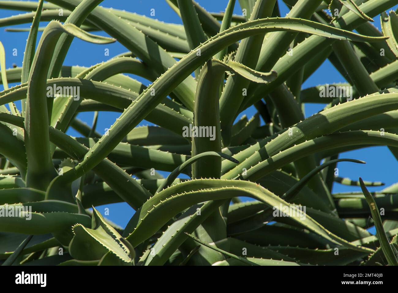 Green spiky leaves of tree aloe, Aloe Barberae, native to South Africa ...