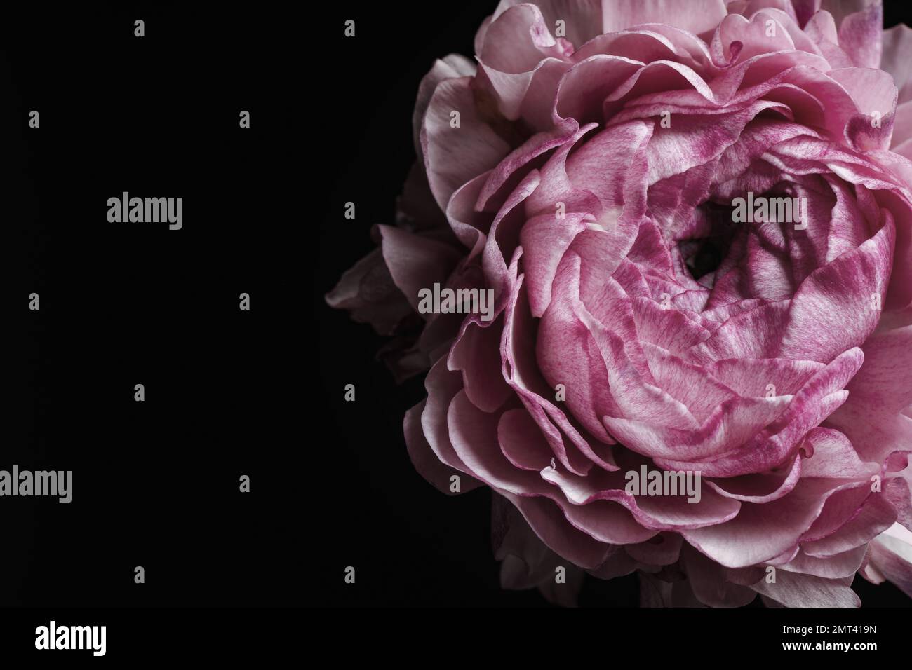 Beautiful fresh ranunculus on black background, closeup. Floral card ...