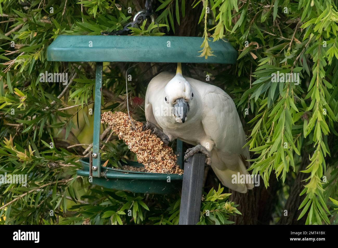 Sulphur crested cockatoo, cacatua galerita,squeezing into small space ...