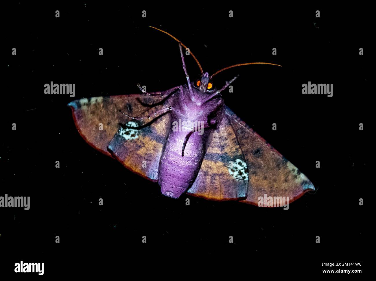 Bright, colourful, underside of large Australian Pink-bellied moth ...