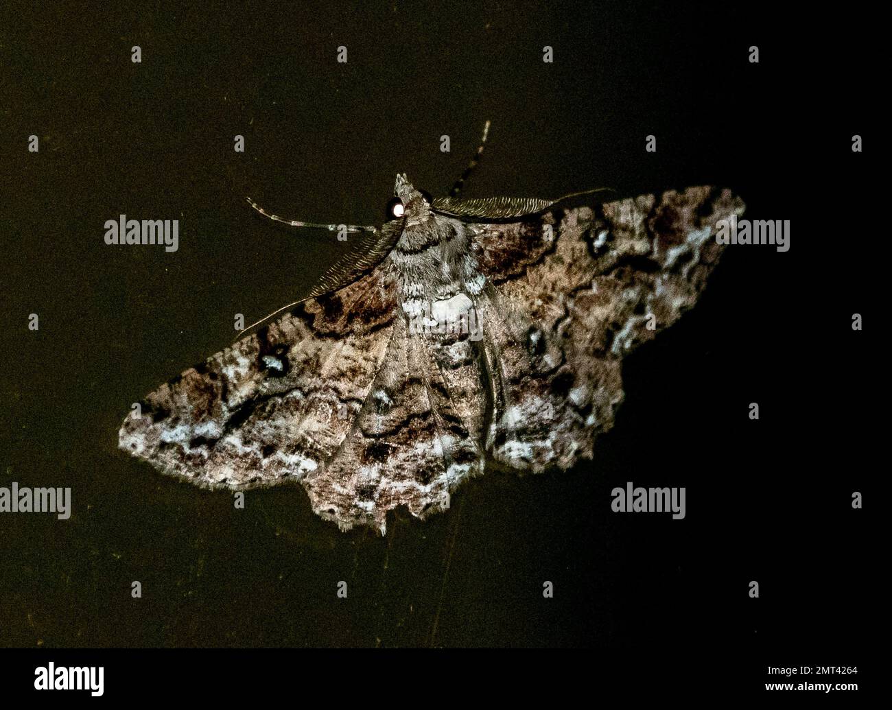 Small brown white moth hi-res stock photography and images - Alamy