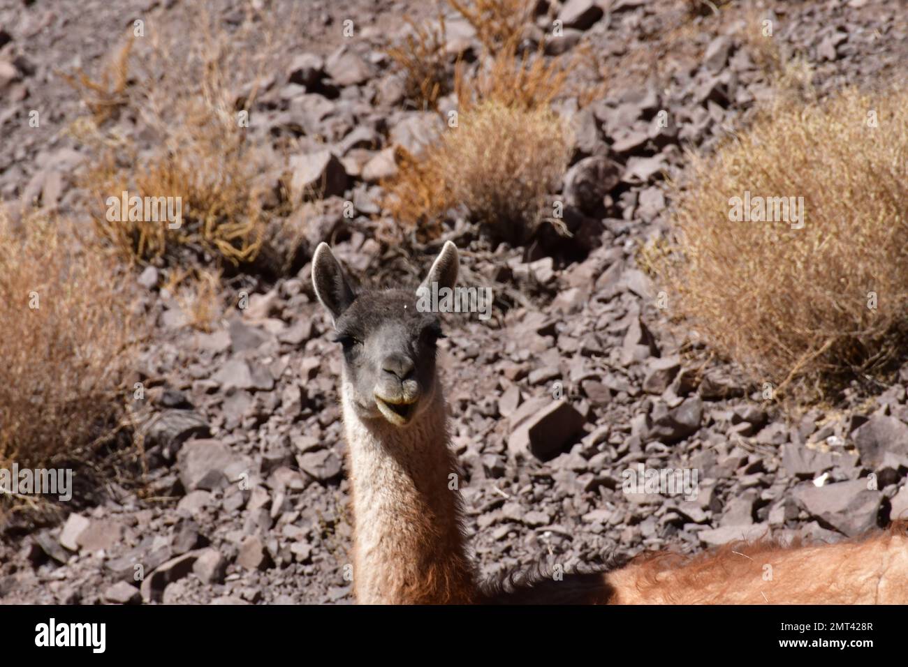 Guanaco in Atacama Desert Chile South America Stock Photo - Alamy