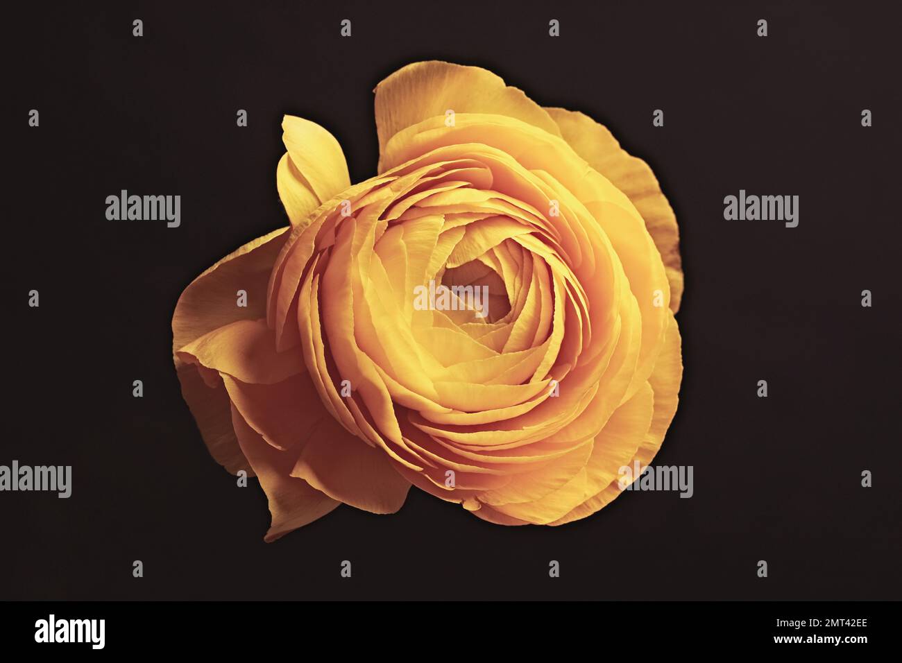 Beautiful yellow ranunculus on black background. Floral card design ...