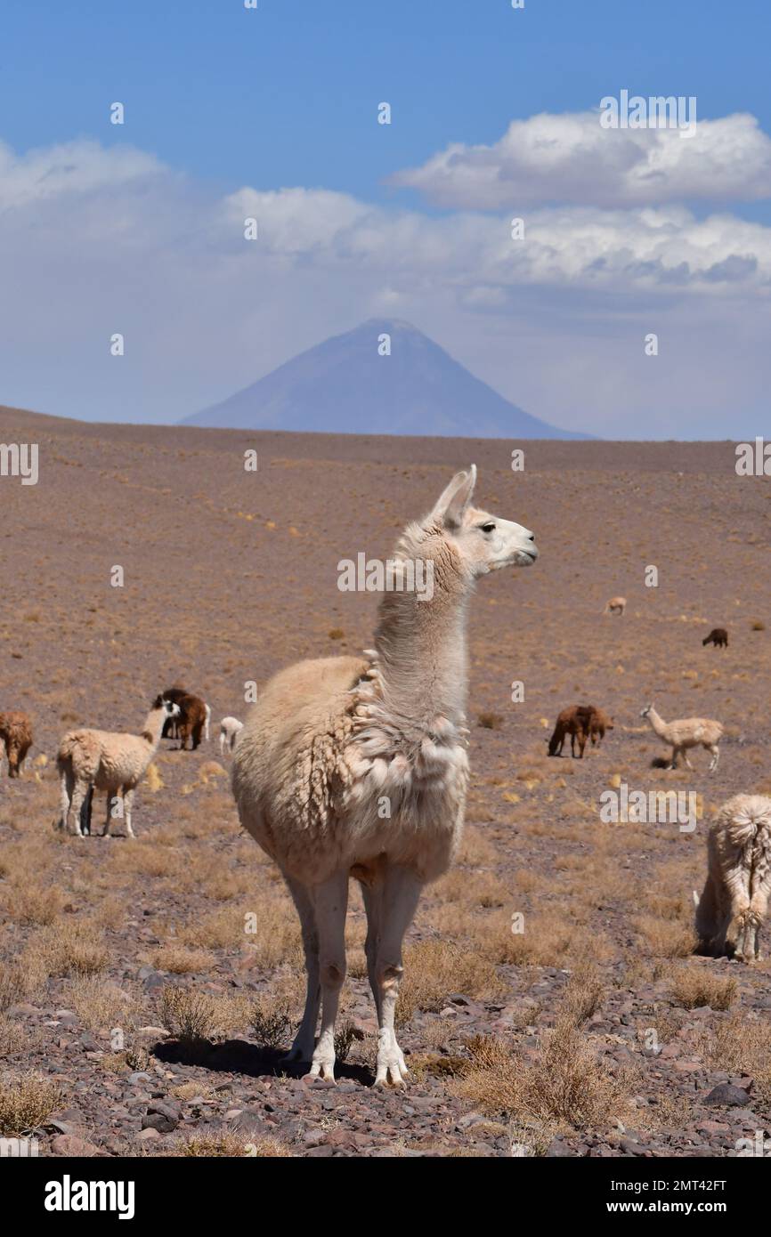Guanaco and volcano hi-res stock photography and images - Alamy