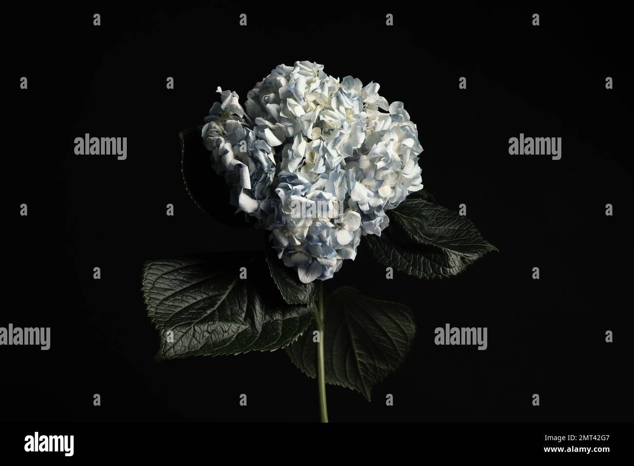 Beautiful hydrangea on black background. Floral card design with dark ...