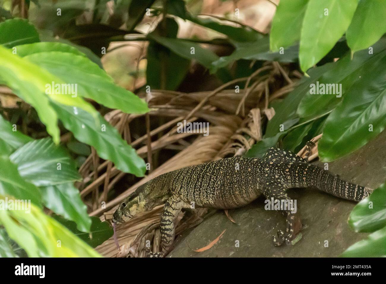 Young goanna, lace monitor lizard, Varanus varius, walking over basalt ...