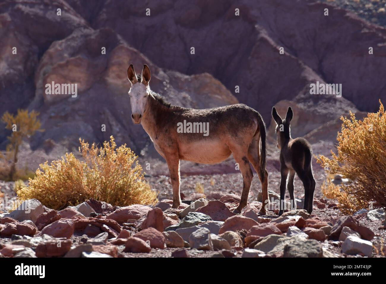 Wild Donkey with foal in atacama Desert chile south America Stock Photo ...