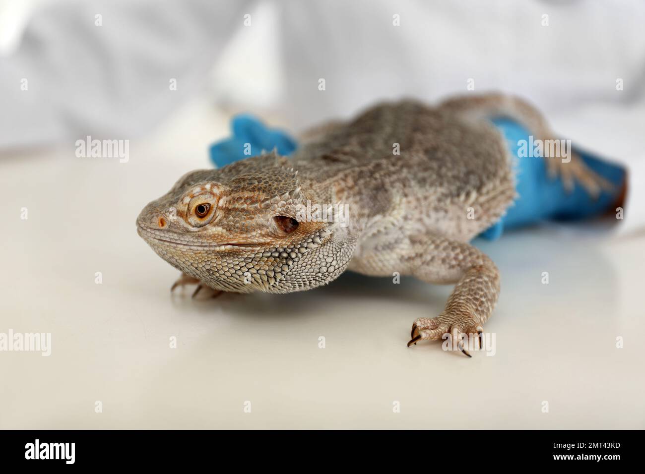 Cute Baby Bearded Dragons